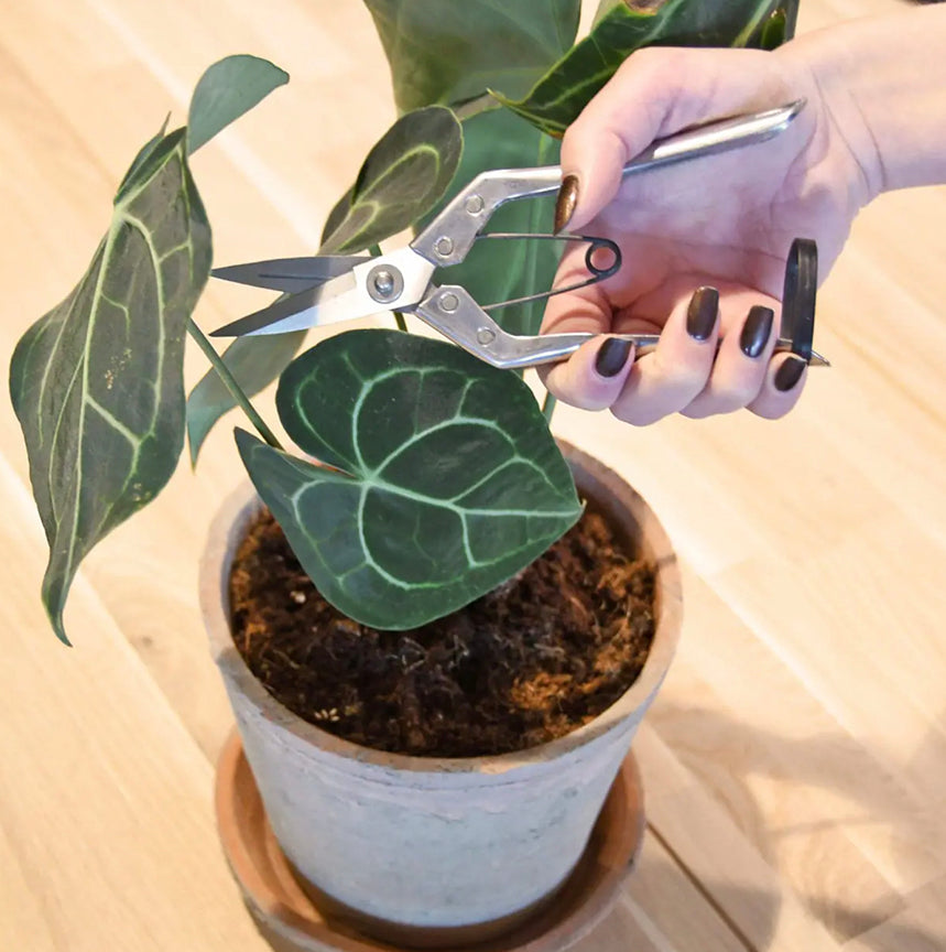 Plants & Garden – The Bellwether